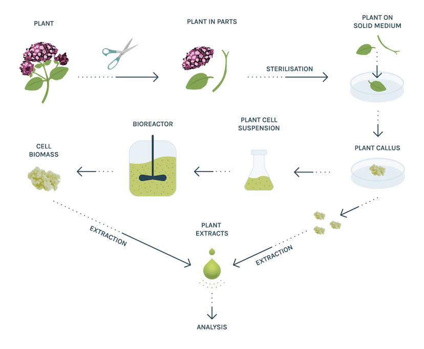 Technology | Alternative plants
